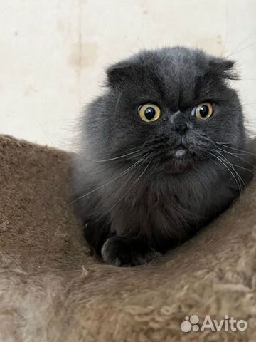 Шотландский вислоухий кот ищет дом