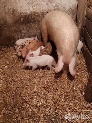 Поросенок ливнская+кармал