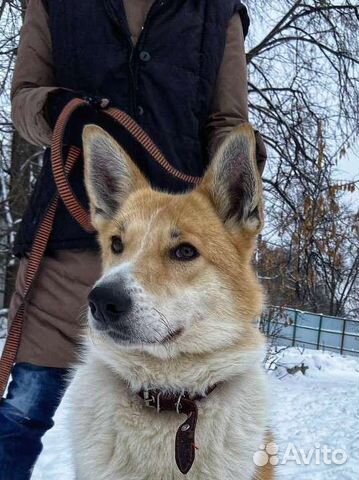 Собака Лиса в поисках дома