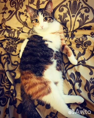 Кошка просит Кота