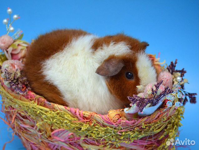 Малышка девочка морской свинки американский тедди
