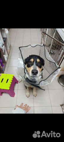 Метис Алабая в добрые руки