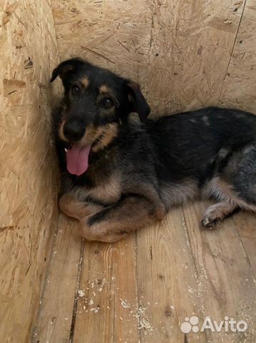 Отдамся в тепло и любовь