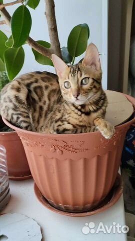Бенгальские котята