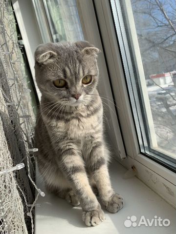 Шотландская кошка вязка