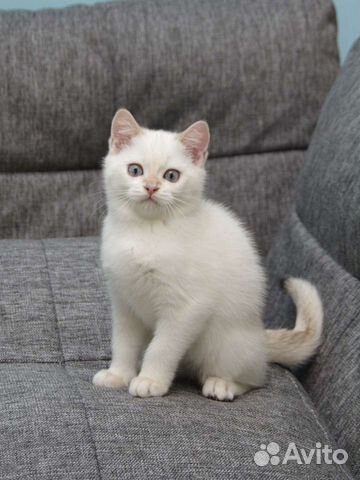Шотландский прямоухий котенок