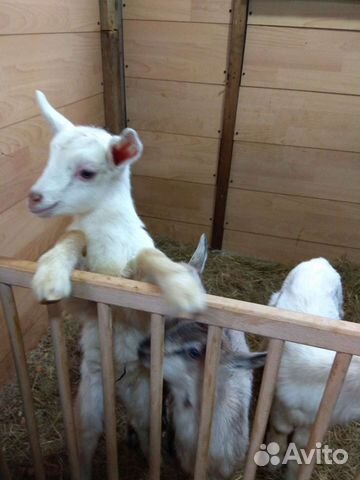 Козочки и козлята