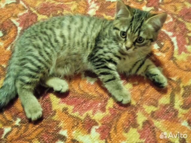 Котенок 2 месяца