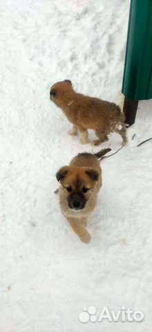 Собака в добрые руки щенок