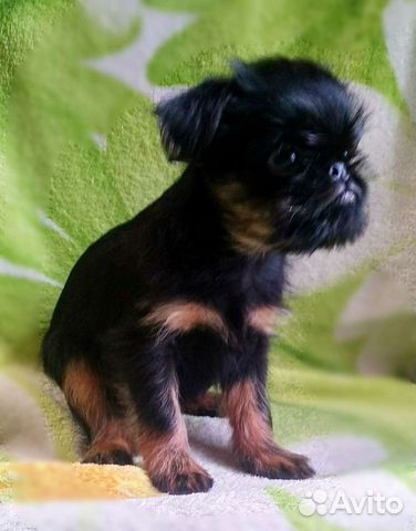 Бельгийский гриффон