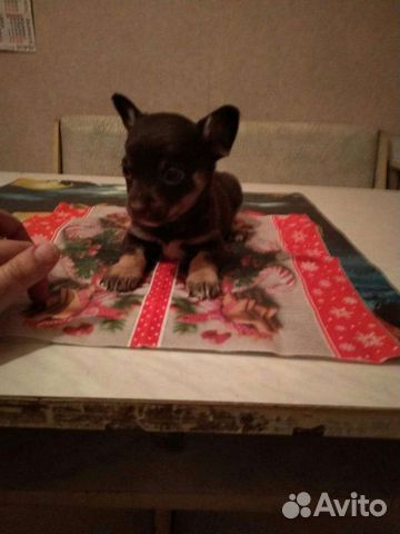 Веселые крошки