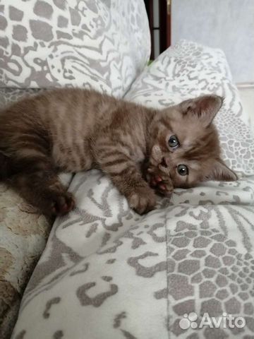 Шотландская кошка