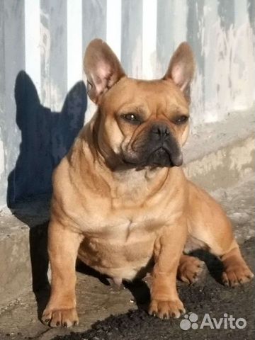 Французский бульдог девочка отдам