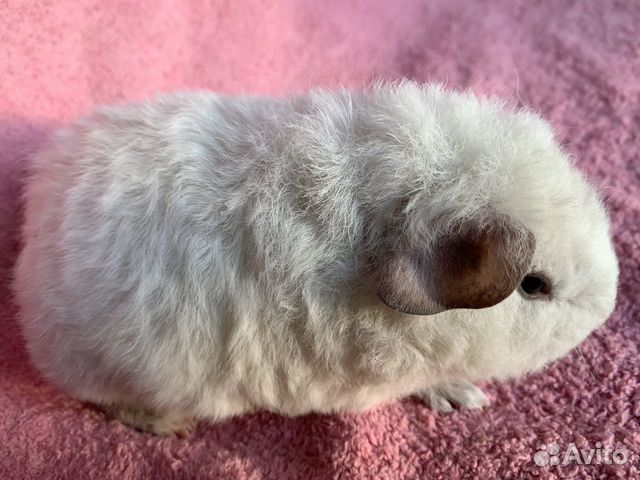 Морская свинка Тедди, мальчик, 2,5 мес