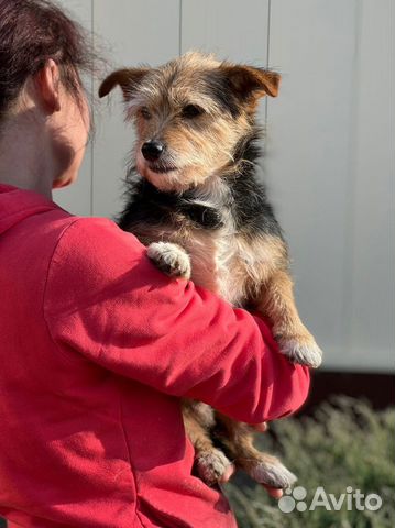 Милый маленький песик Яшенька ищет дом