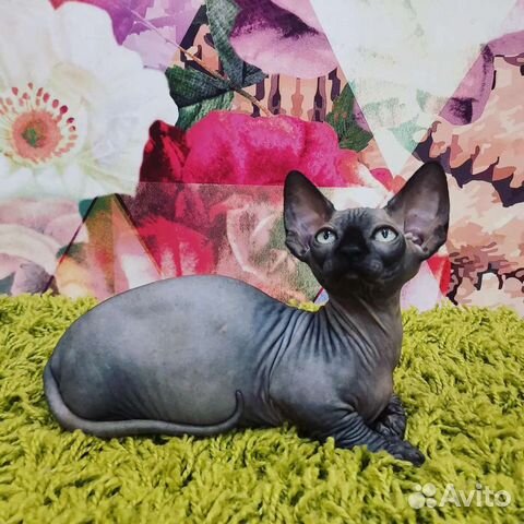 Космические малыши двэльф, бамбино, эльф