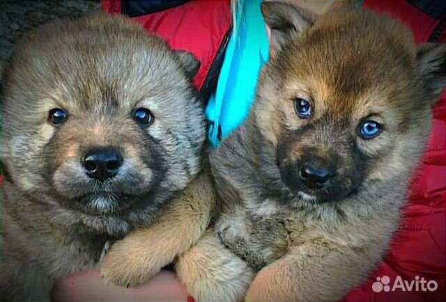 Щенки в добрые руки