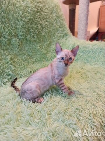Клубные бенгальские котята