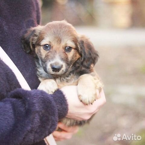 Девочка - коротколапик