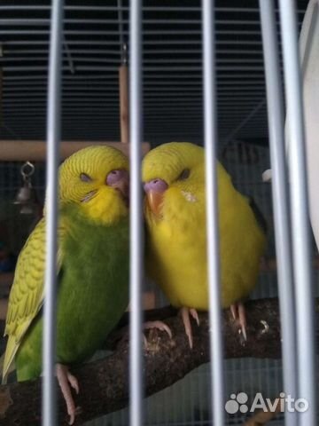 Ручные птенцы волнистых попугаев