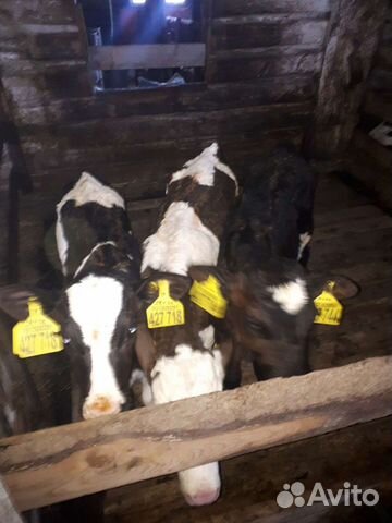 Тёлочки телята