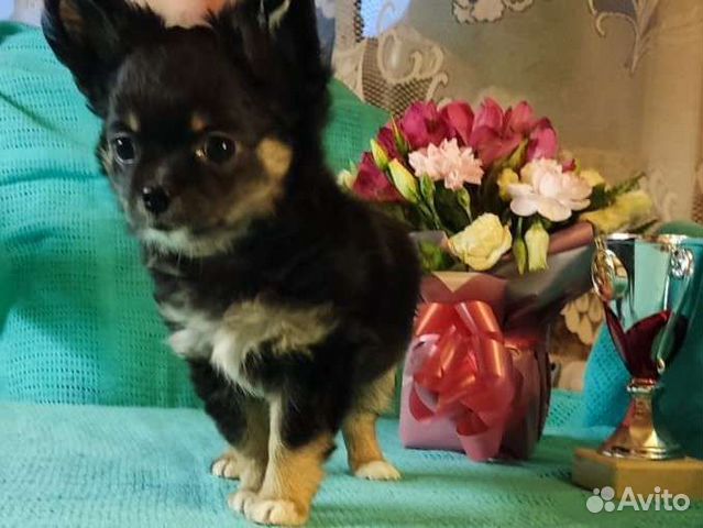 Шикарнейшая девочка