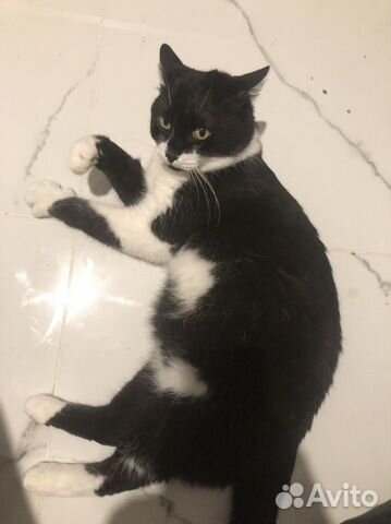 Кот. Обычный домашний