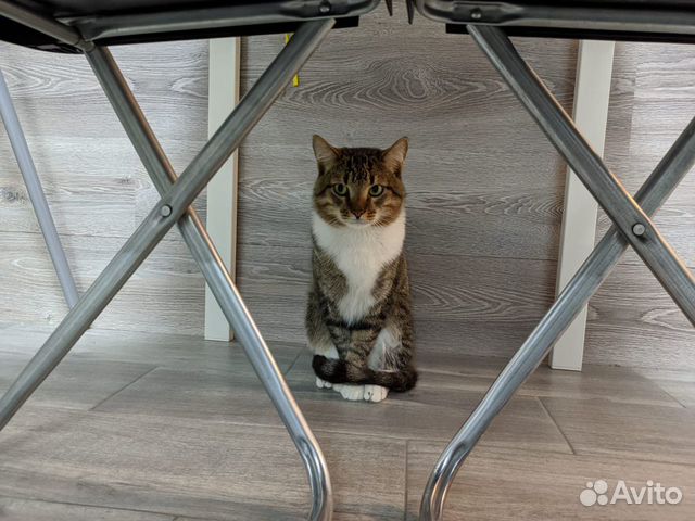 Кот в добрые руки