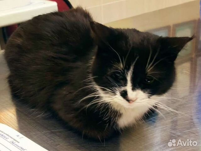 Ищем временный бесплатный дом кошечке