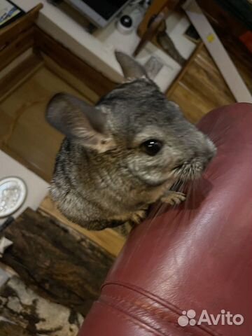 Продам шиншилу