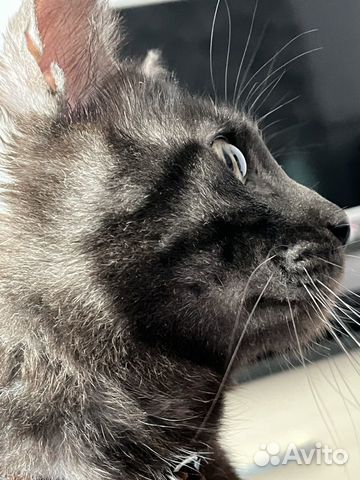 Кот бенгал
