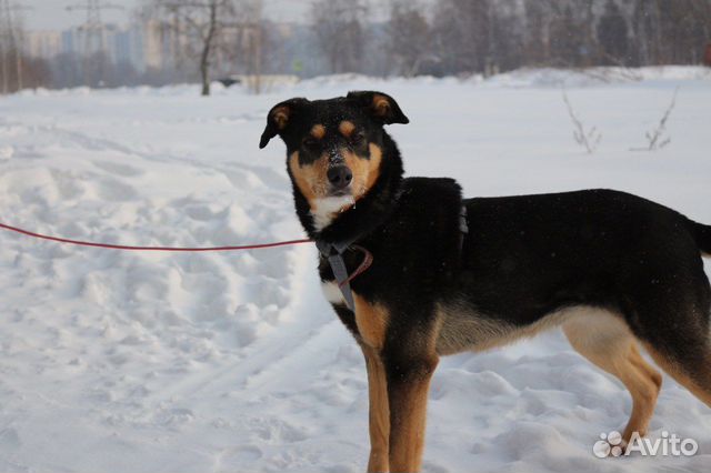 Собака в добрые руки