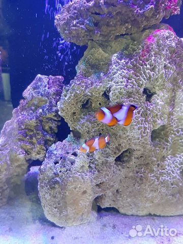 Морской аквариум