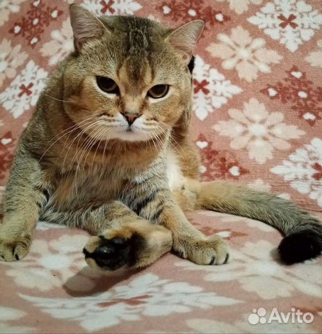 Шотландский кот вязка