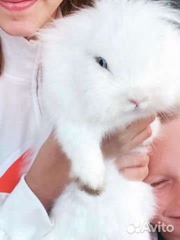 Кролик деоративный