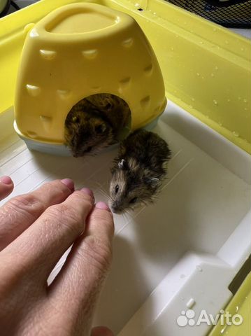Джунгарский хомяк