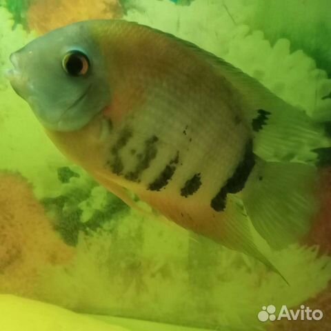 Северум/ Бабусовидные лещи/Лабео