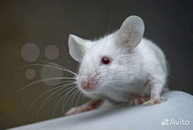 Мышка Стюарт в самые добрые ручки