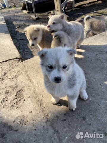 Сибирский хаски
