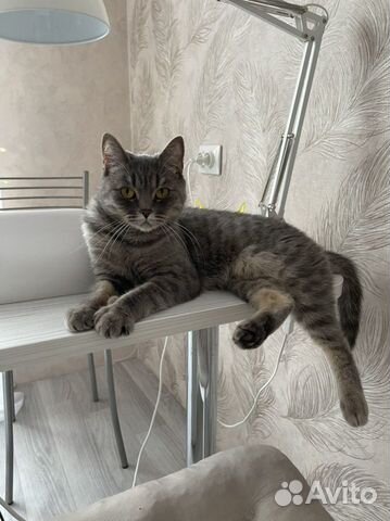 Отдам кошку в добрые руки