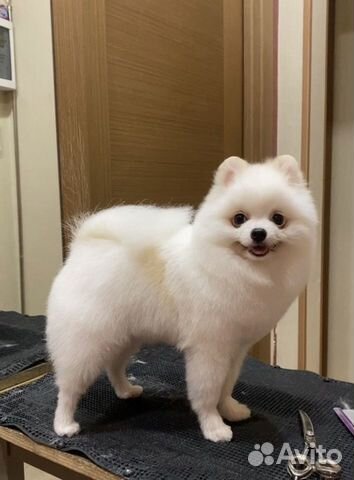 Мини Шпиц вязка