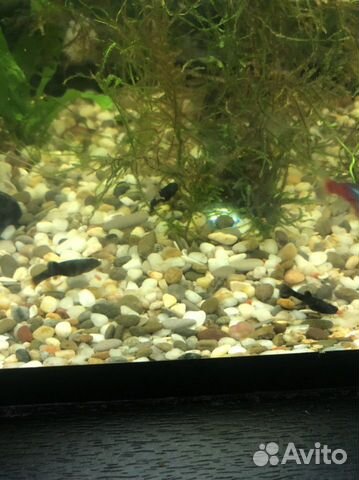 Мальки Моллинезии