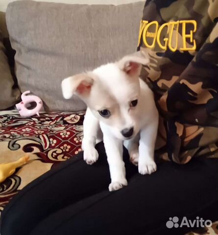 Девочка чихошпиц (3 месяца)