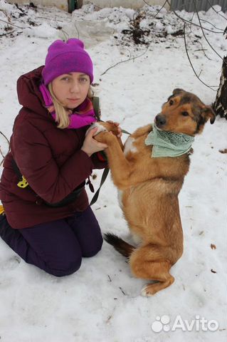 Несчастная собака обречена на смерть