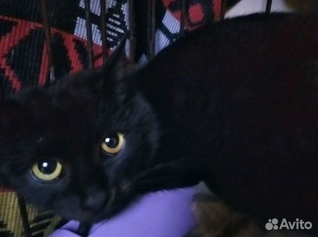 Котёнок Чарли