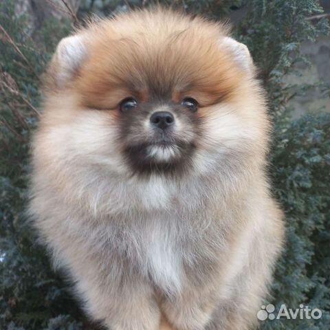 Щенки шпица