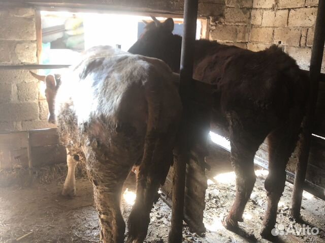 Телки на мясо