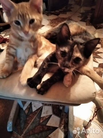 2 Замечательных Котёнка