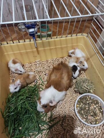 Продам морскую свинку