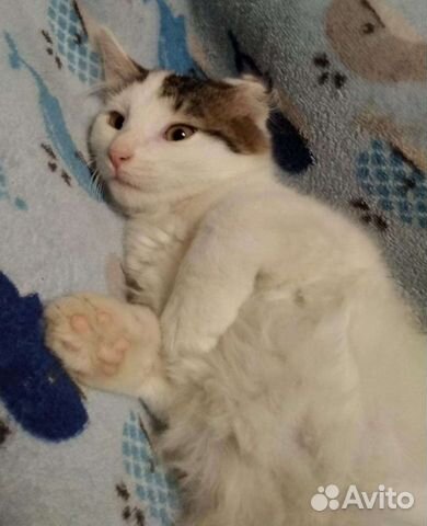 Котёнок Беня